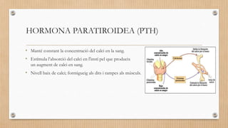 Glàndula-paratiroide | PPTX