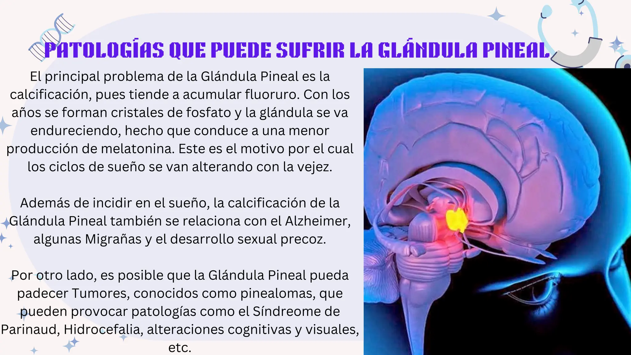 glandula pineal con sus características y | PDF