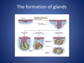 Glandular epith | PPTX