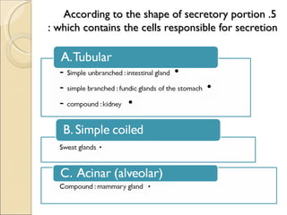 Glandular epithelium | PPT