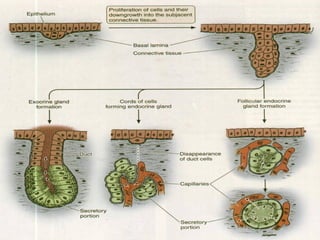 Glandular epithelium | PPT