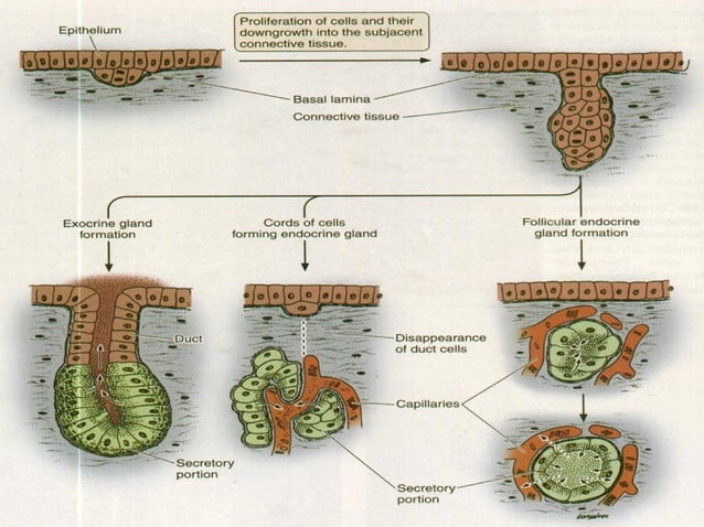 Glandular epithelium
