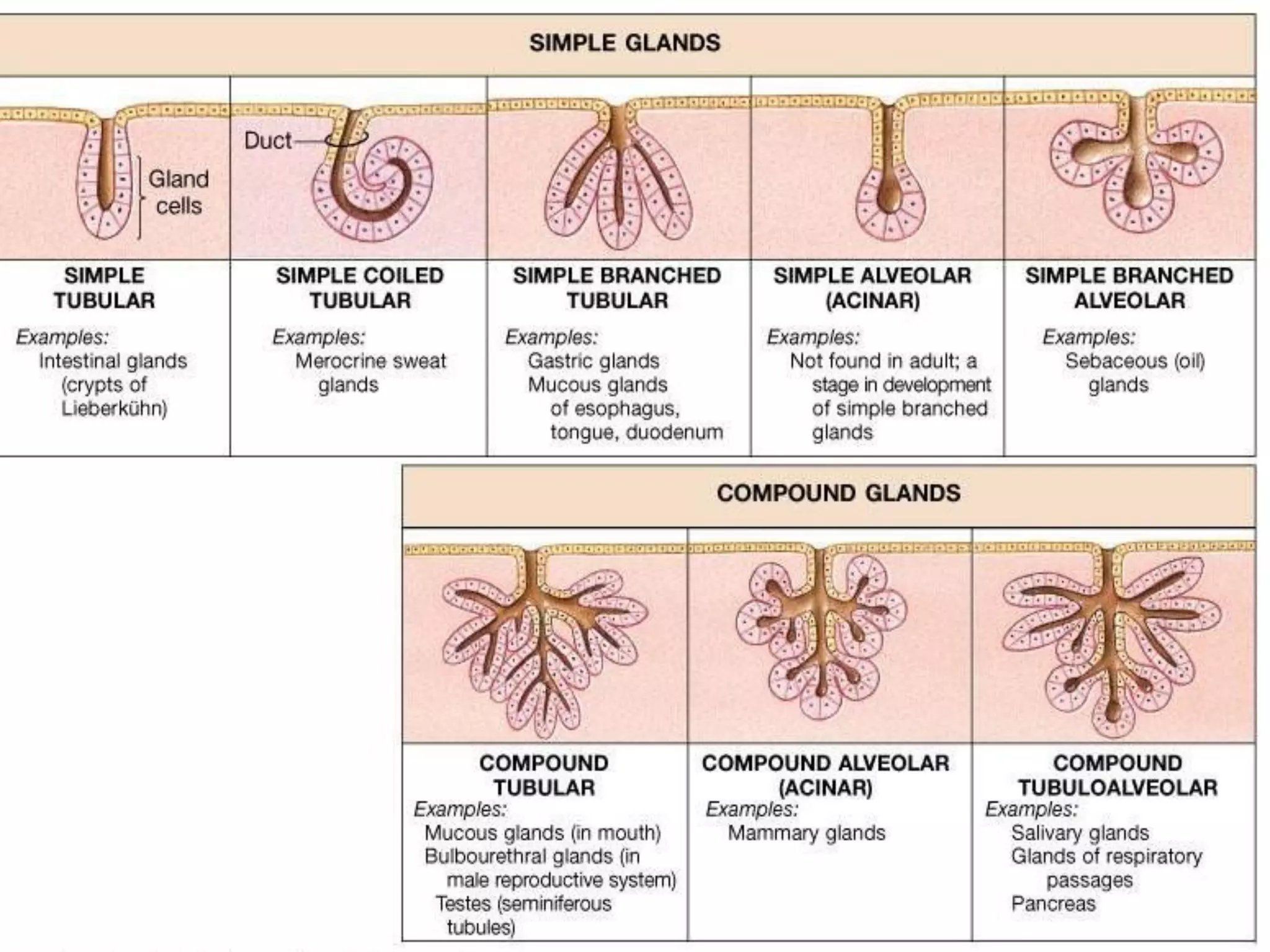 Glandular epithelium.pdf