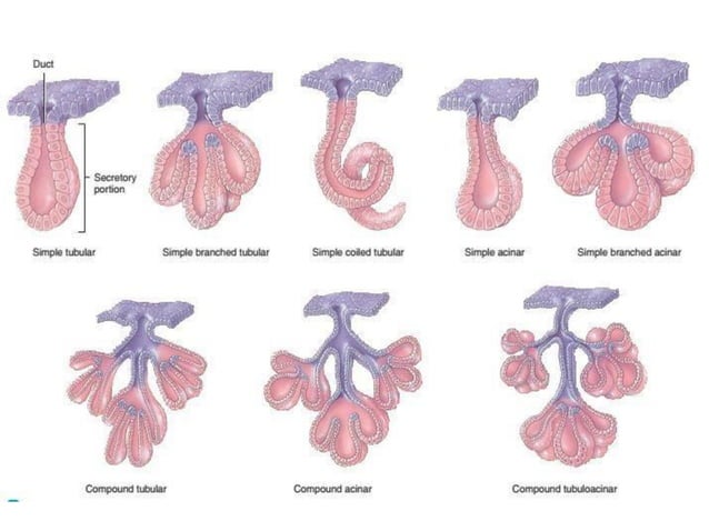 Glandular epithelium.pdf