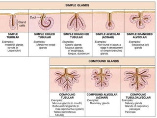 Glandular epithelium.pdf