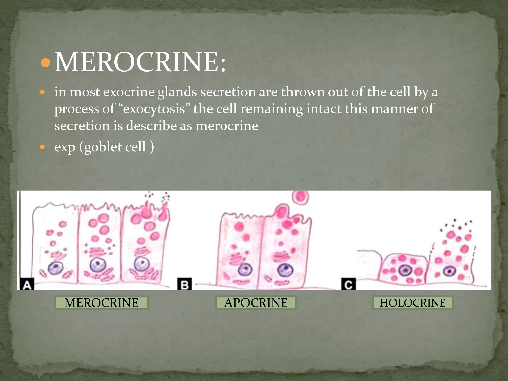 GLANDULAR EPITHELIUM By dr.huzaifa ahmedpptx | PPTX