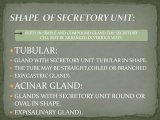GLANDULAR EPITHELIUM By dr.huzaifa ahmedpptx | PPTX
