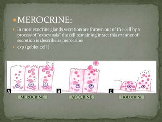 GLANDULAR EPITHELIUM By dr.huzaifa ahmedpptx | PPTX