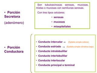 Glandulas | PDF