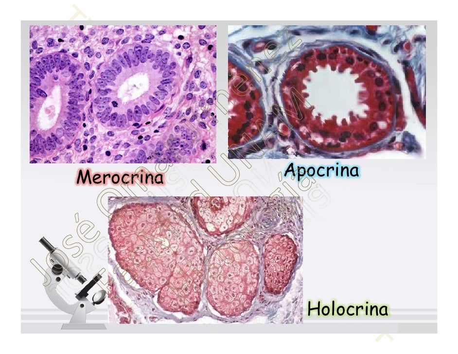 Histología: Glandulas