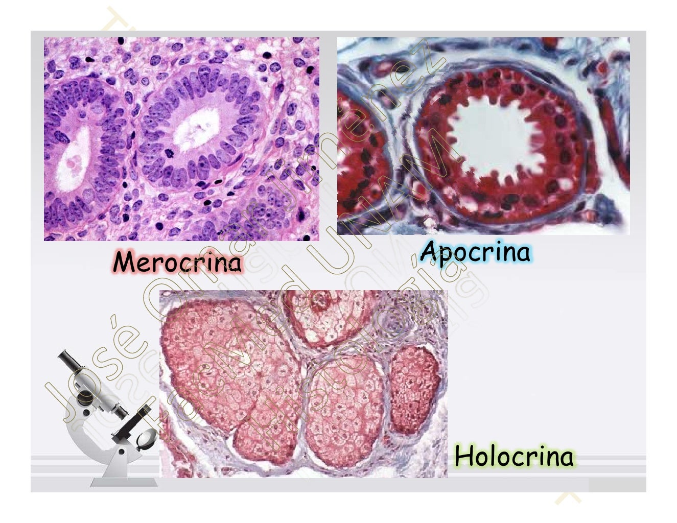 Histología: Glandulas
