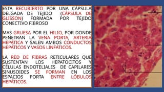 histologia del aparato digestivo glandulas | PPTX