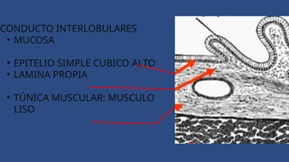 histologia del aparato digestivo glandulas | PPTX