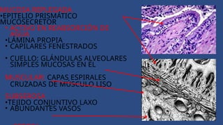 histologia del aparato digestivo glandulas | PPTX
