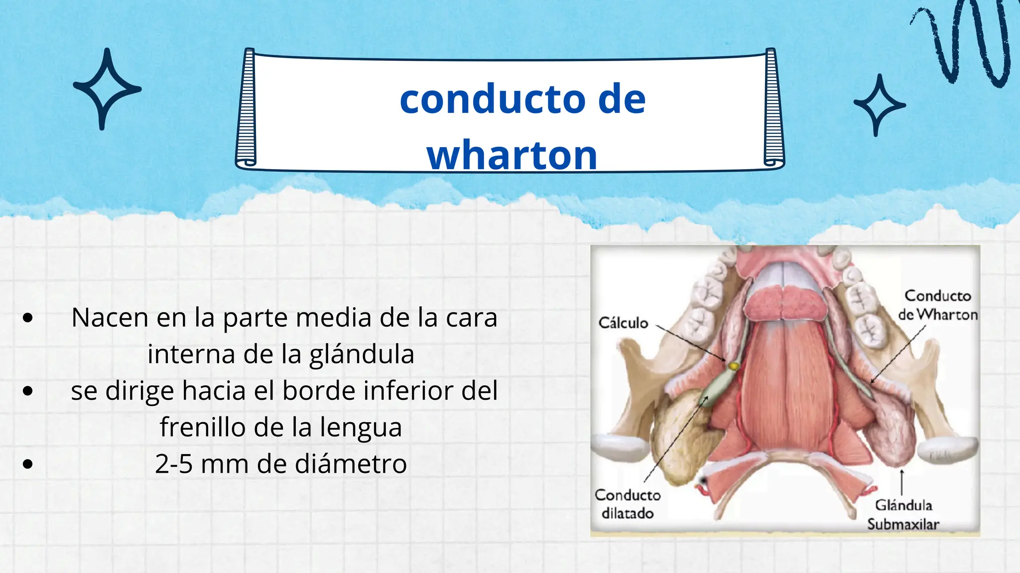 Glandulas salivales anatomía huamana.pdf