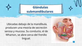 Glandulas salivales anatomía huamana.pdf
