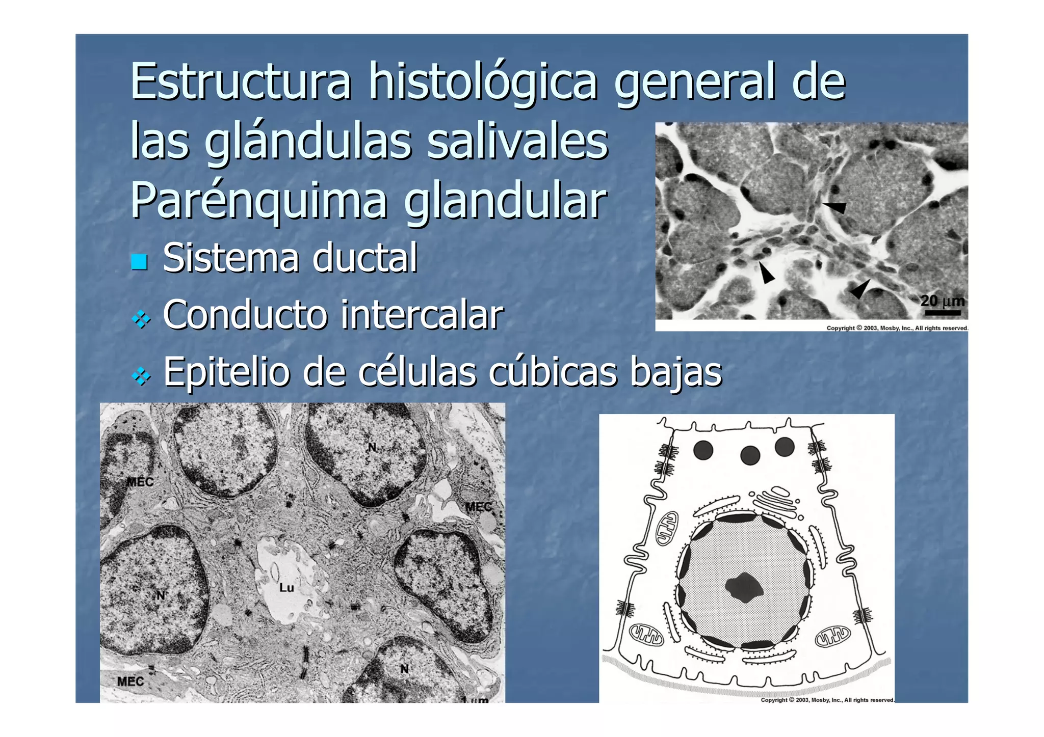 Glandulas Salivales | PDF