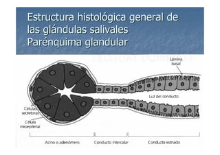 Glandulas Salivales | PPT