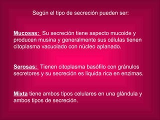 Glandulas 9 | PPT