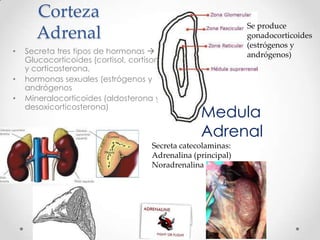 Glandulas adrenales | PPTX