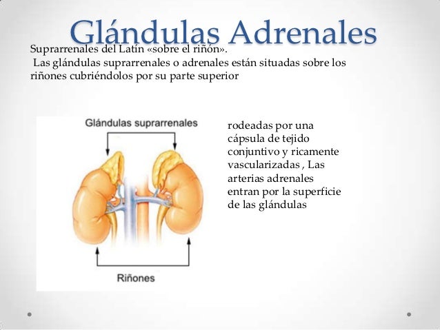 Glandulas adrenales