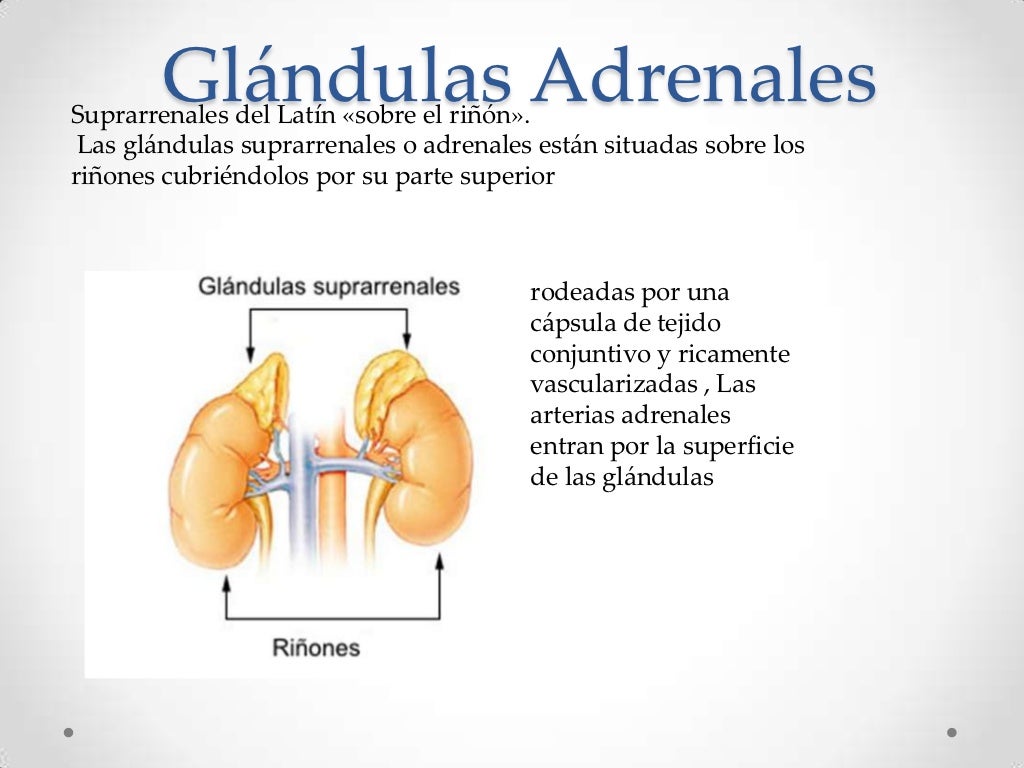 Anatomia Da Glandula Adrenal