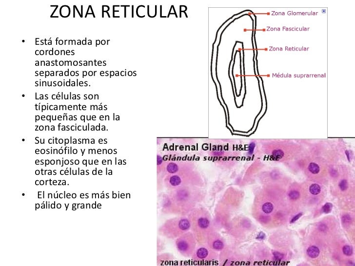 Glandulas adrenales o suprarrenales
