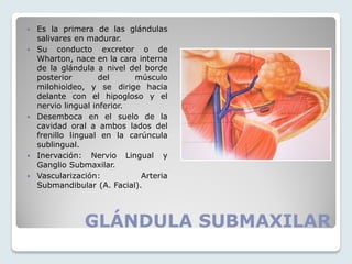 ANATOMIA Y FISIOLOGIA SABATINO Y NOCTURNO: Glándulas Anexs | PDF