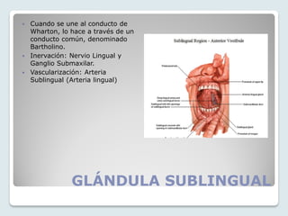ANATOMIA Y FISIOLOGIA SABATINO Y NOCTURNO: Glándulas Anexs | PDF