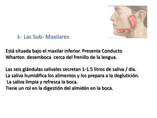 Glandulas anexas | PPTX