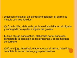 Glándulas anexas | PPTX