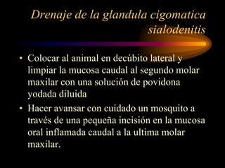 Glandulas salivales | PPTX