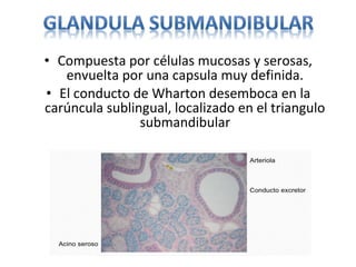 Glandulas salivales | PPT