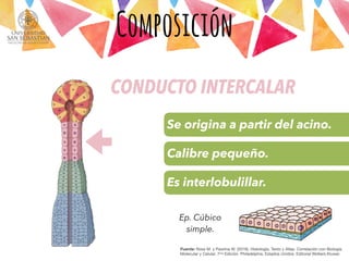 Glándulas Salivales Mayores | PDF