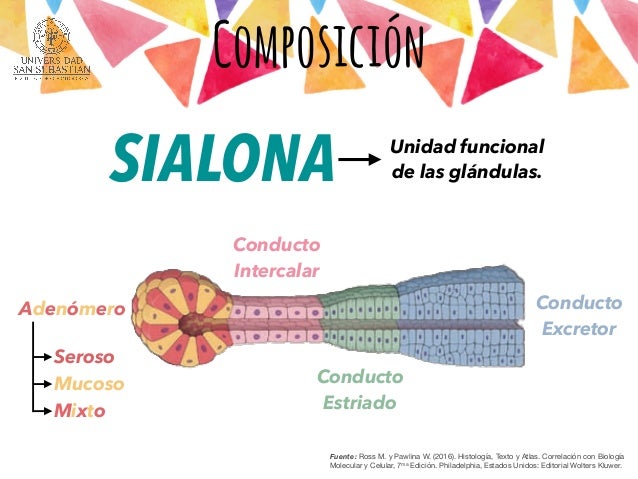 Glándulas Salivales Mayores