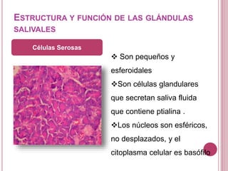 Glandulas salivales disertacion | PPTX