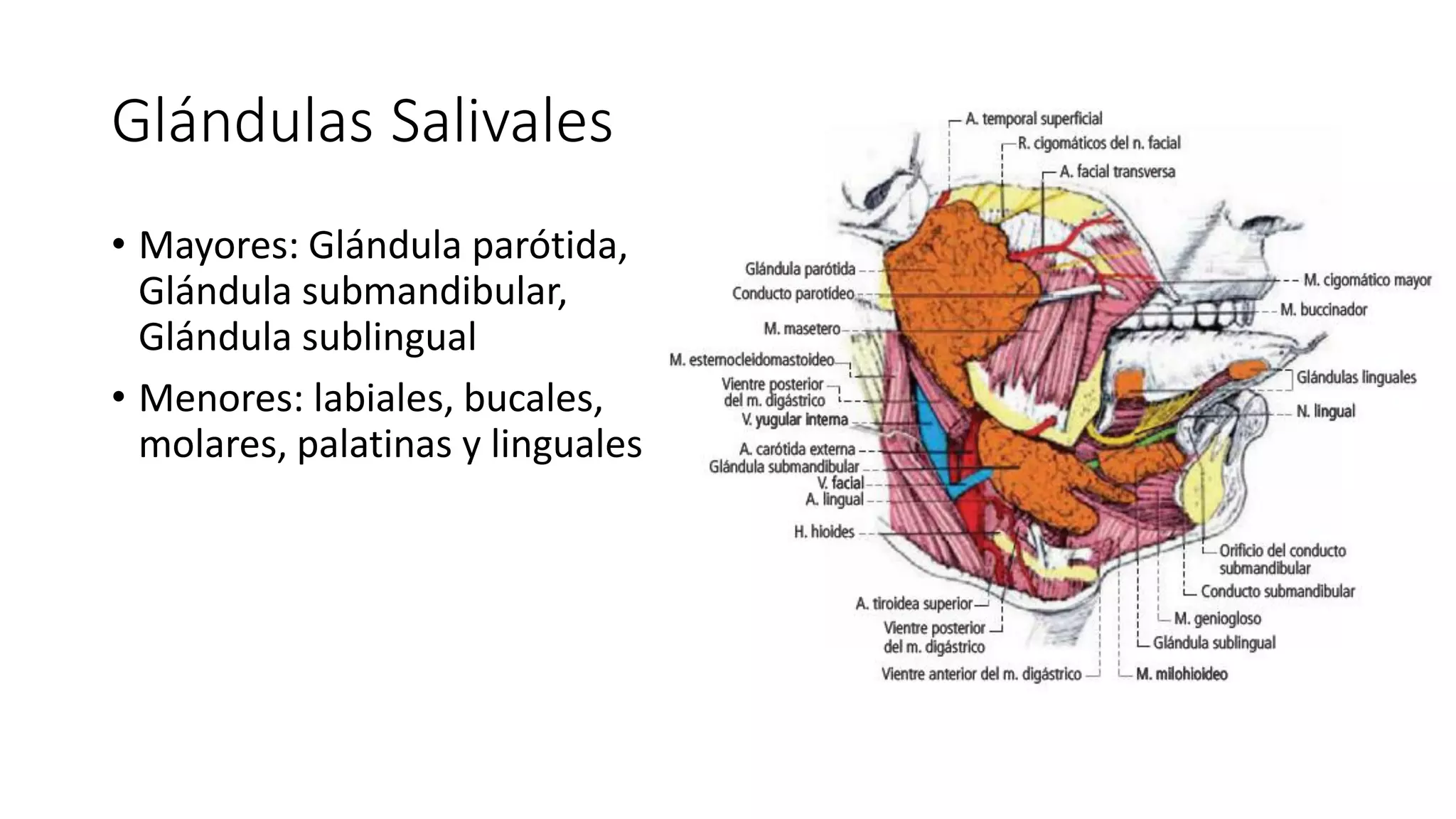 Anatomía De Las Glándulas Salivales La Importancia De Las Glándulas