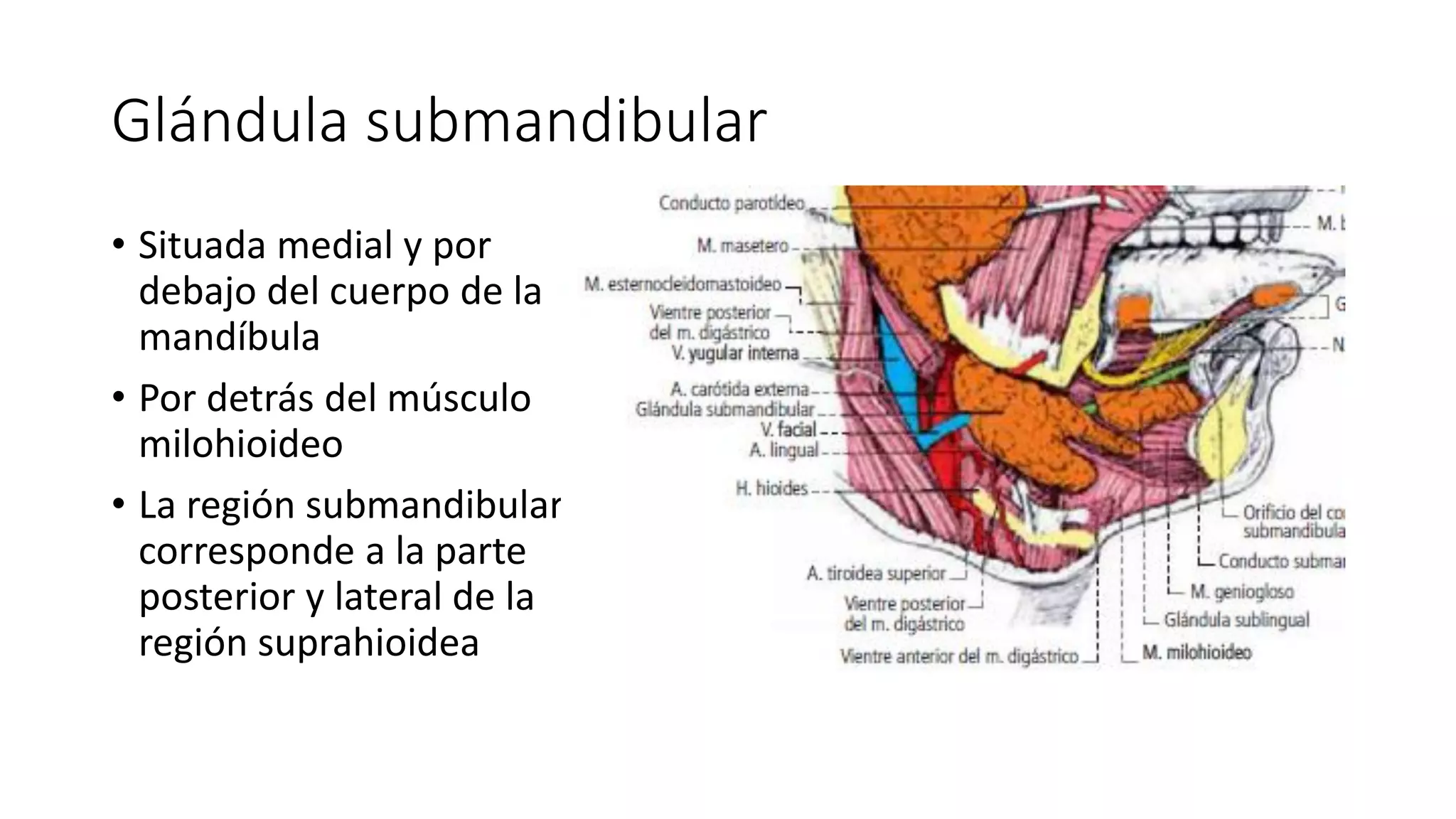Anatomía De La Glándula Sublingual