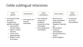 Anatomía de las Glándulas salivales: submandibular y sublingual | PDF