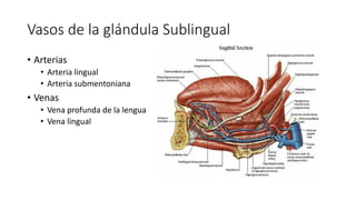 Anatomía de las Glándulas salivales: submandibular y sublingual | PDF