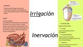 Glándulas salivales y lengua | PPTX