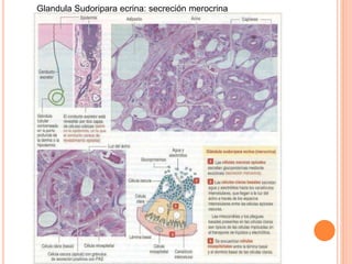 Glandulas sudoriparas | PPTX