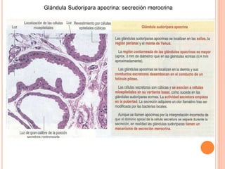 Glandulas sudoriparas | PPTX