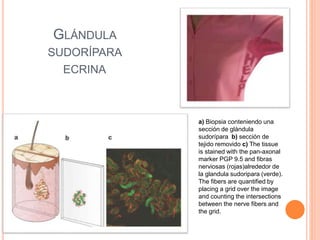 Glandulas sudoriparas | PPTX