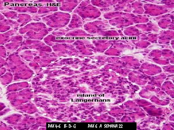 Glandulas suprarrenales