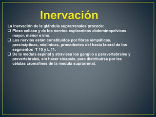 Glandulas suprarrenales | PPTX