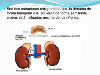 Glandulas Suprarrenales | PPTX
