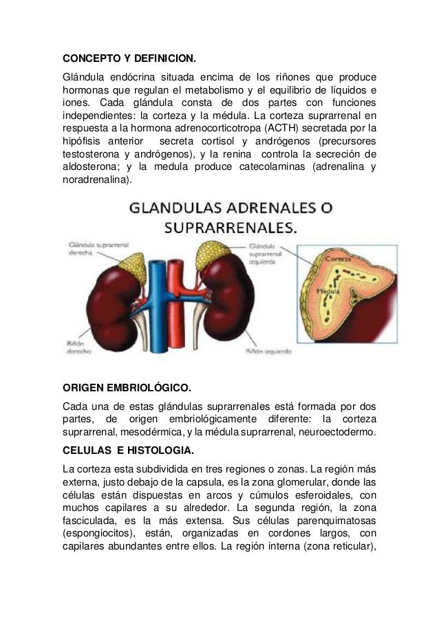 Glandulas Suprarrenales