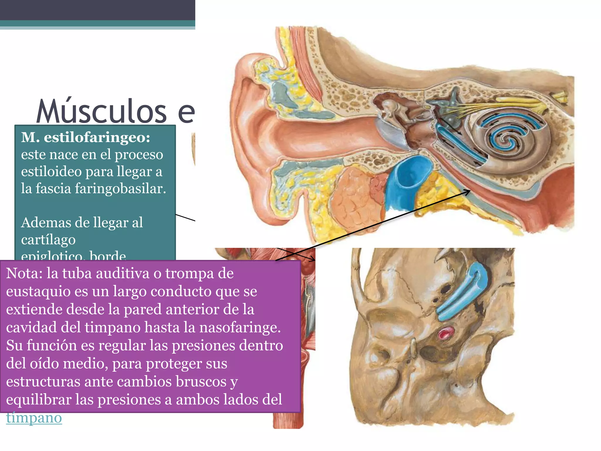 Glandulas tiroides y paratiroides | PPTX