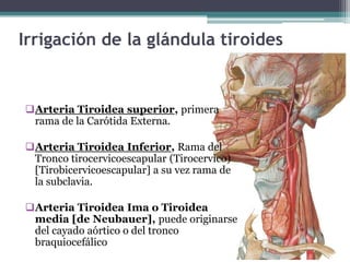 Glandulas tiroides y paratiroides | PPTX